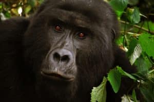 Top 10 Powerful plant-based animals - Veggy Malta