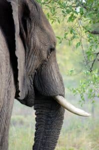 Top 10 Powerful plant-based animals - Veggy Malta
