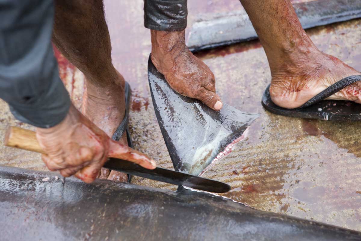 Let's Stop Finning! - Veggy Malta